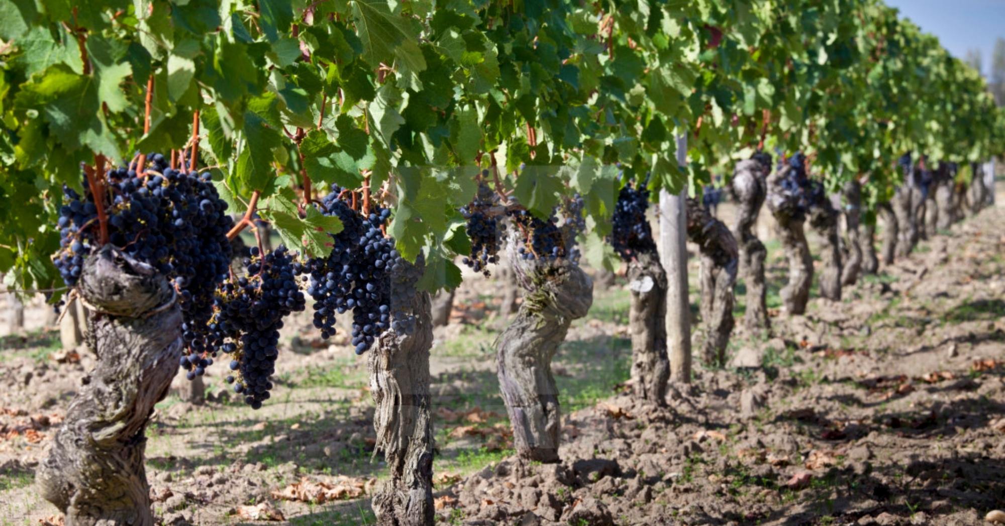 The Opulence & Scarcity of Pomerol - Lay & Wheeler Trading