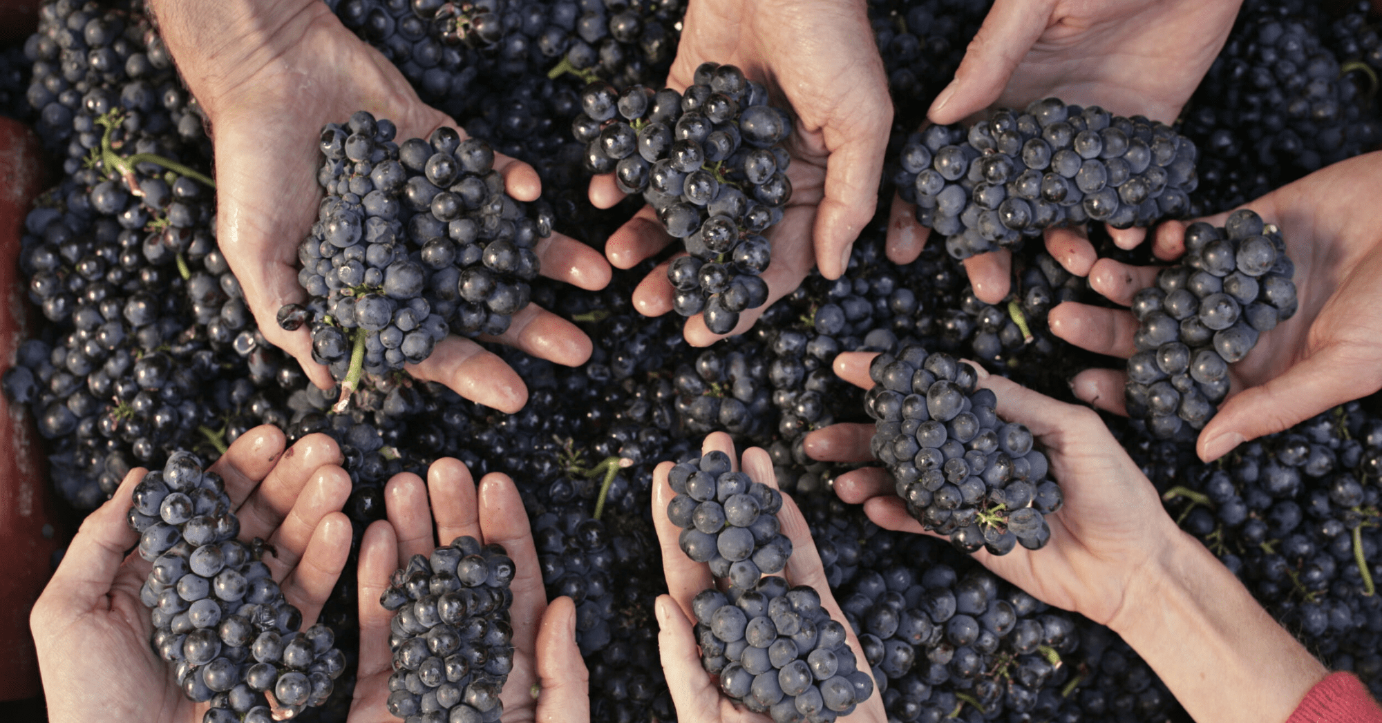 Burgundy En Primeur 2024 Overview - Lay & Wheeler Trading